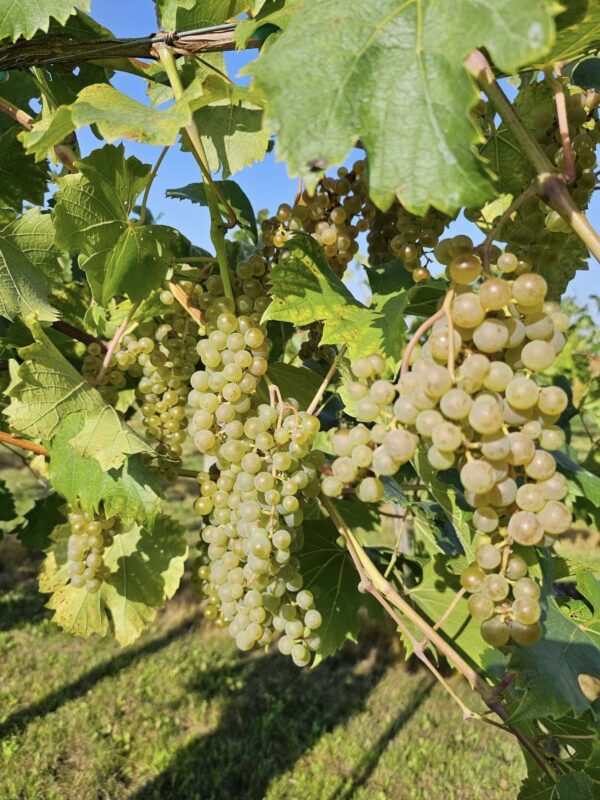 Bluff Top Vineyard | Visit Winona